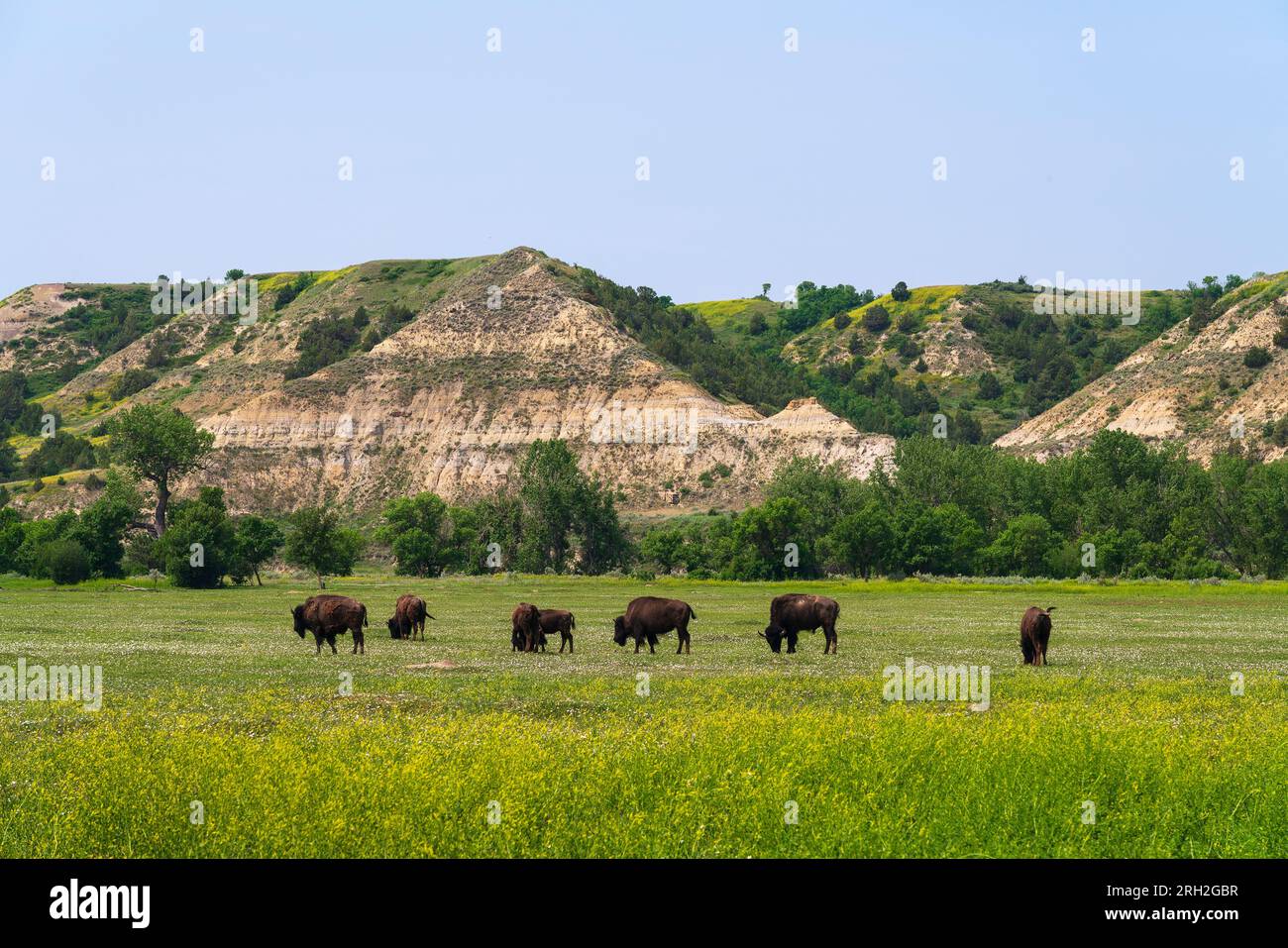 Plains bison (bison bison) in the South Unit of Theodore Roosevelt ...