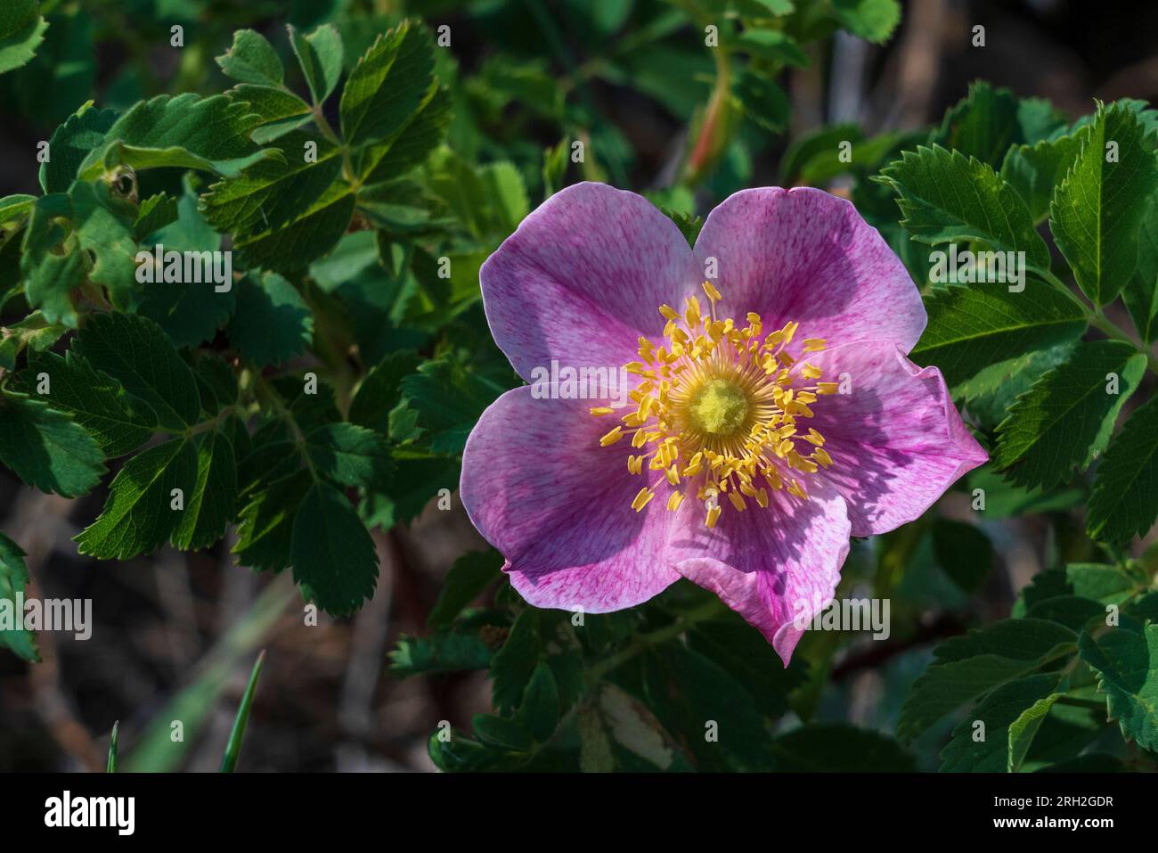Single Nootka Rose (Rosa nutkana) flower on a sunny summer day in the ...