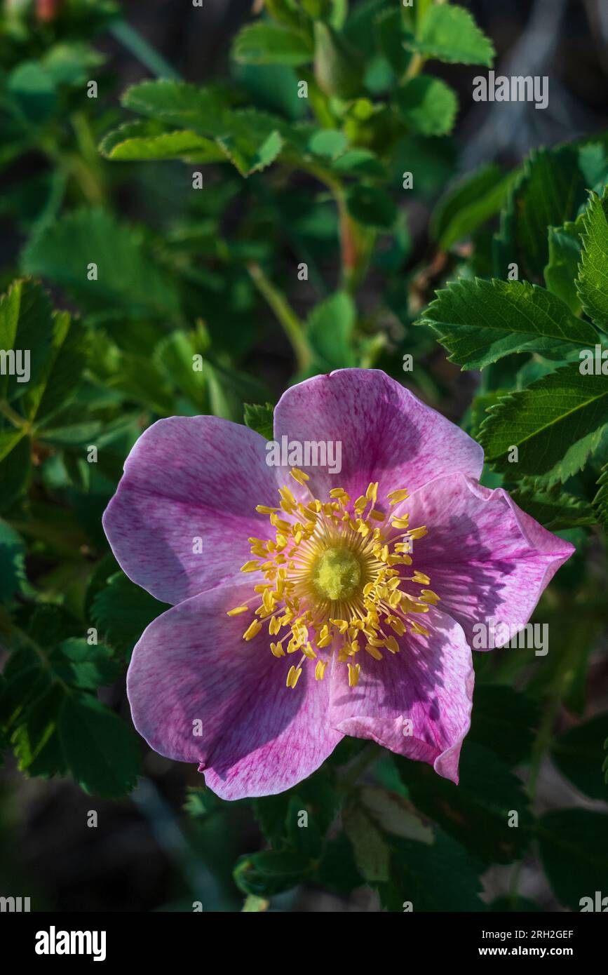 Single Nootka Rose (Rosa nutkana) flower on a sunny summer day in the ...