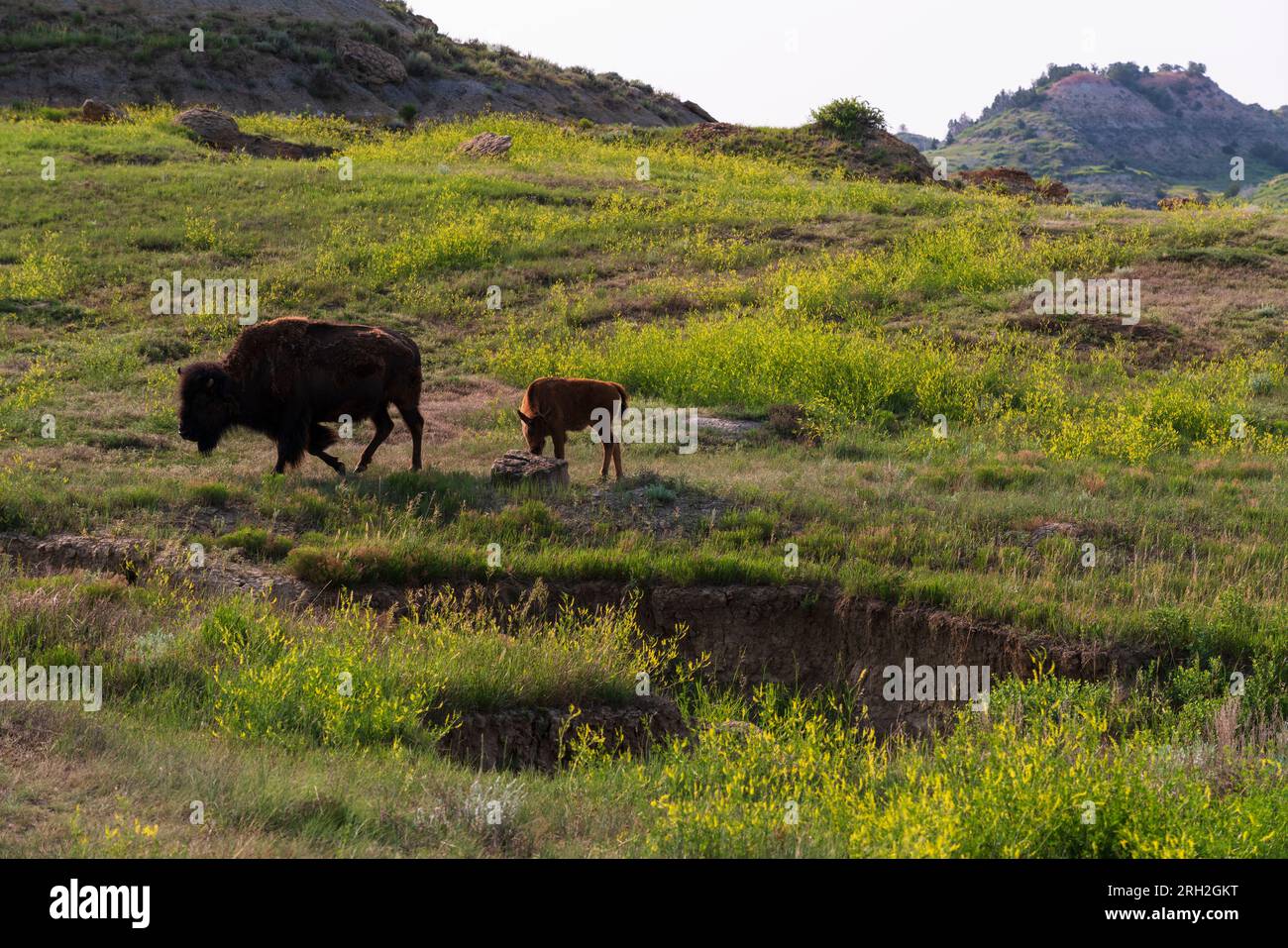 Plains bison (bison bison) in the South Unit of Theodore Roosevelt ...