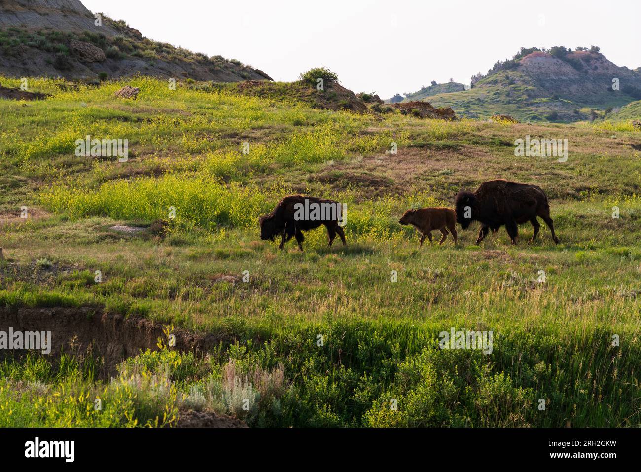 Plains bison (bison bison) in the South Unit of Theodore Roosevelt ...