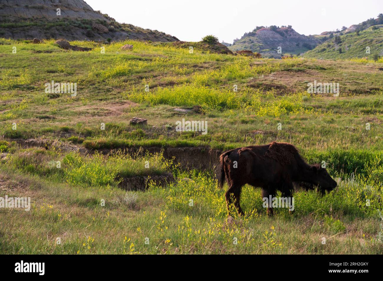 Plains bison (bison bison) in the South Unit of Theodore Roosevelt ...
