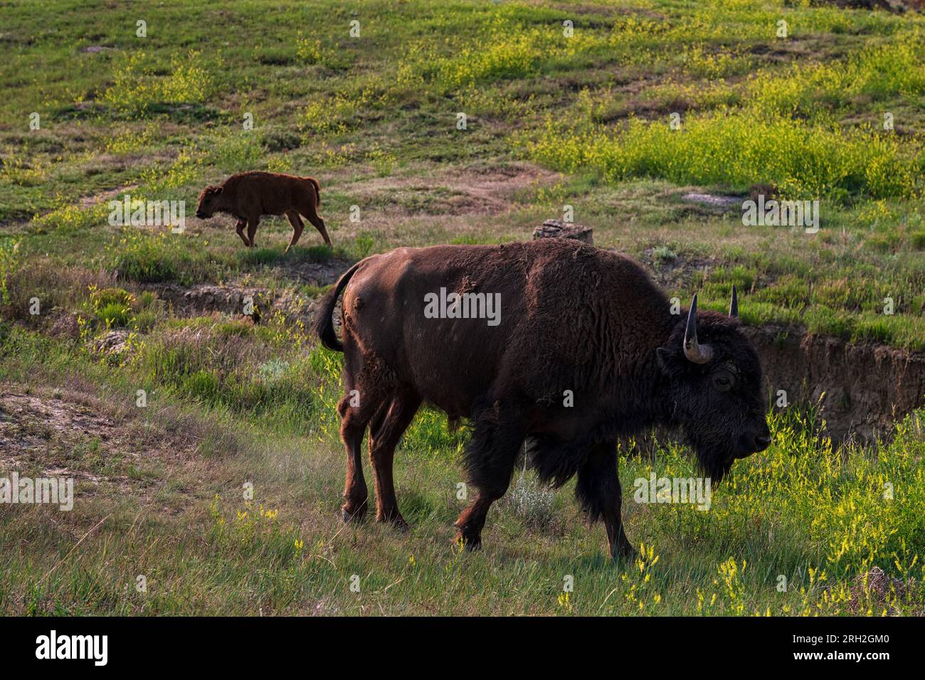 Plains bison (bison bison) in the South Unit of Theodore Roosevelt ...