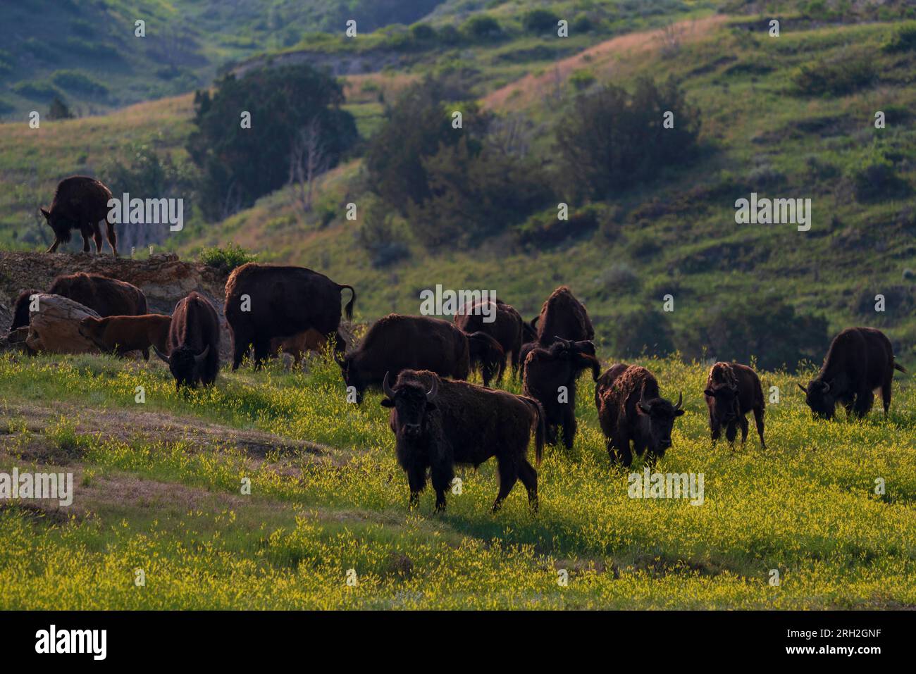 Plains bison (bison bison) in the South Unit of Theodore Roosevelt ...