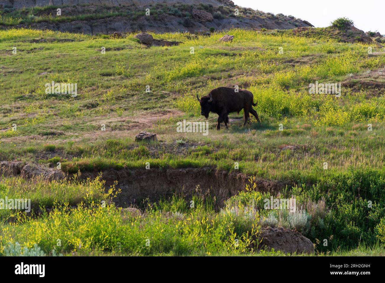 Plains bison (bison bison) in the South Unit of Theodore Roosevelt ...