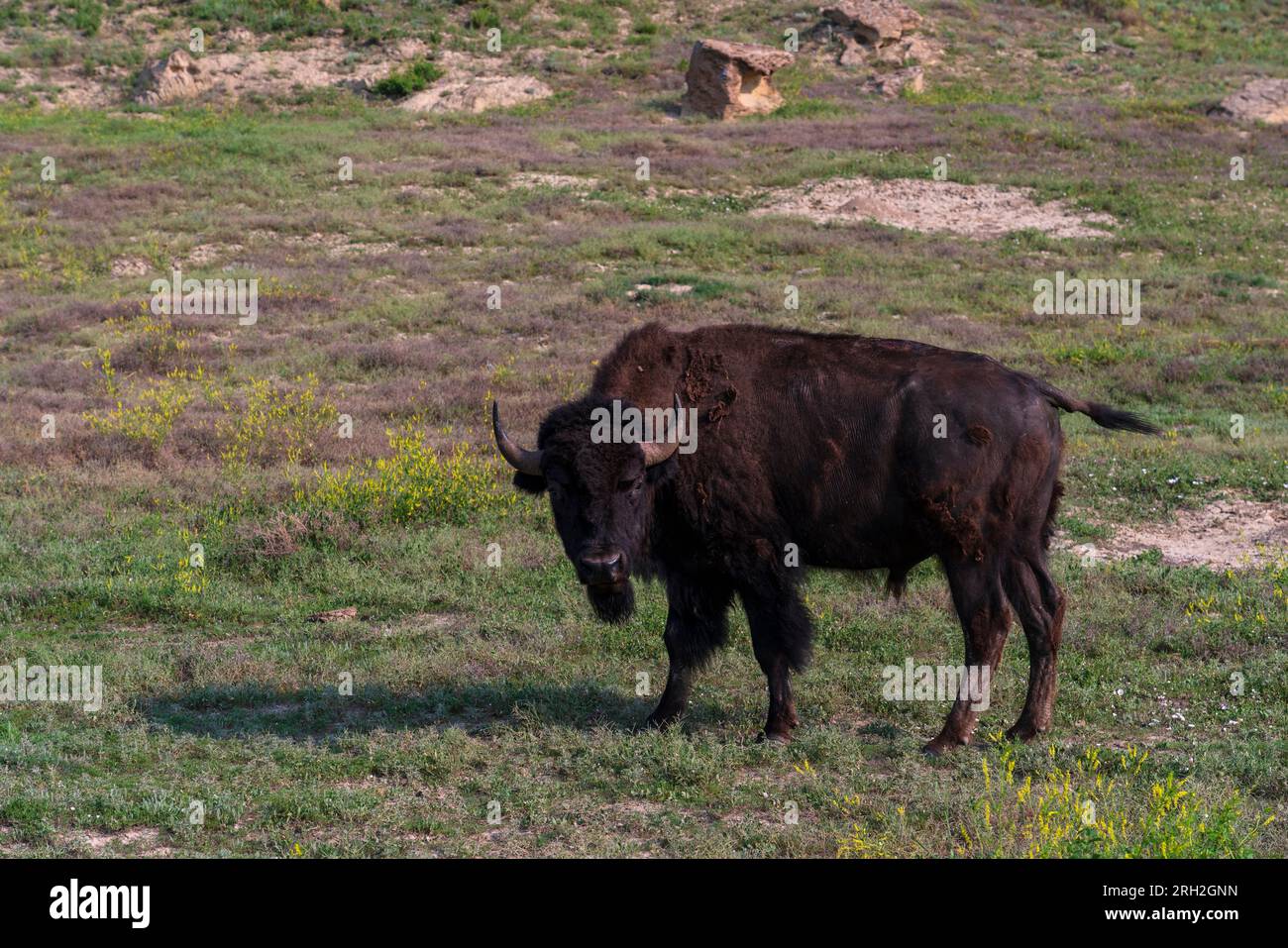 Plains bison (bison bison) in the South Unit of Theodore Roosevelt ...