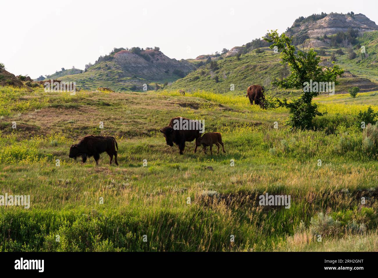 Plains bison (bison bison) in the South Unit of Theodore Roosevelt ...