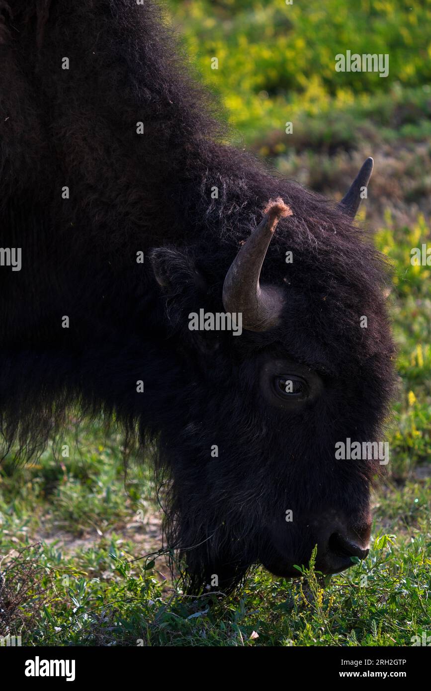 Plains bison (bison bison) in the South Unit of Theodore Roosevelt ...