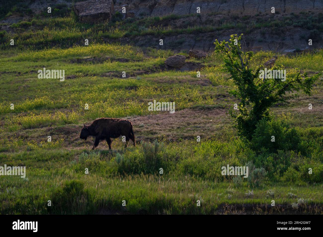 Plains bison (bison bison) in the South Unit of Theodore Roosevelt ...
