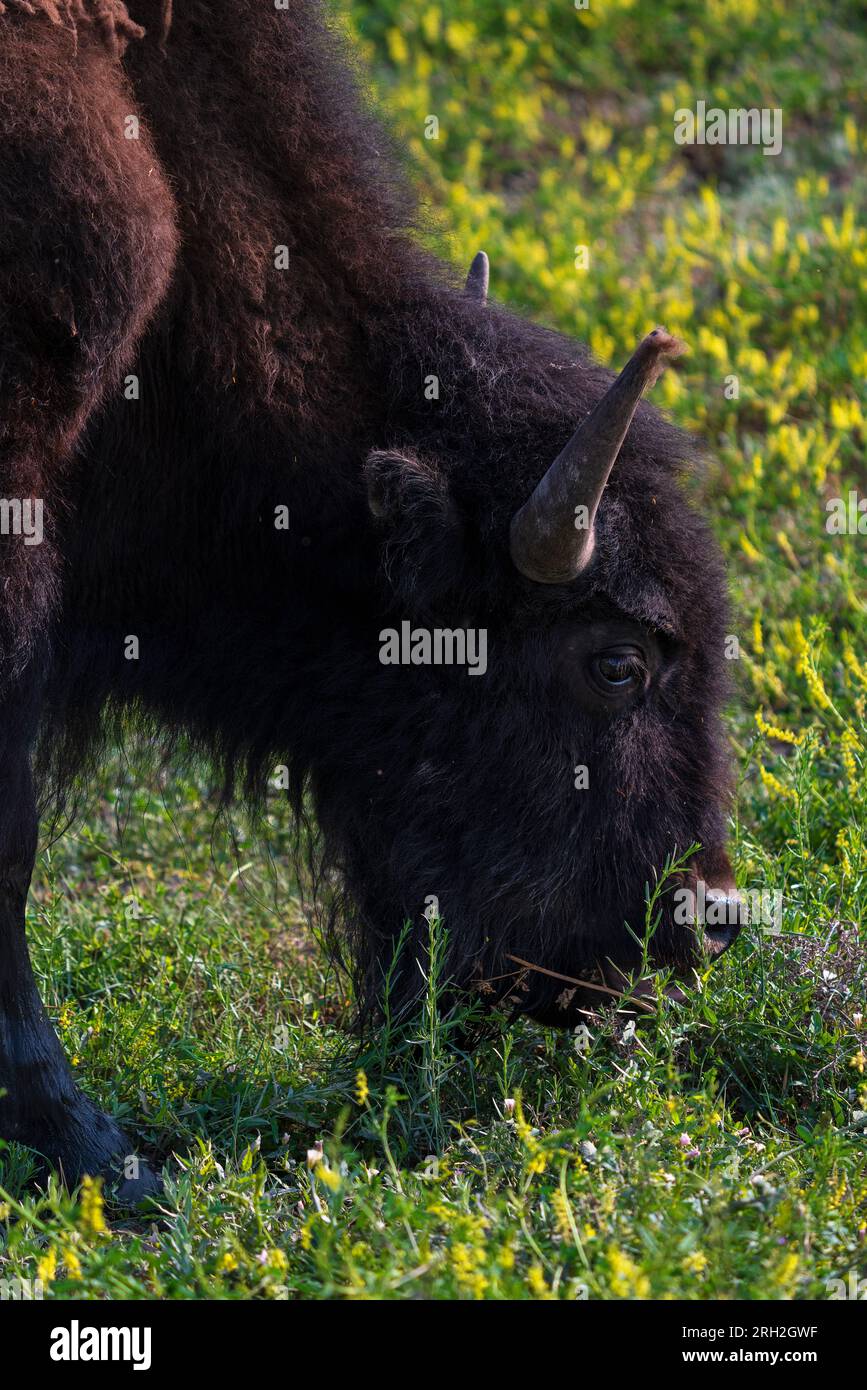 Plains bison (bison bison) in the South Unit of Theodore Roosevelt ...