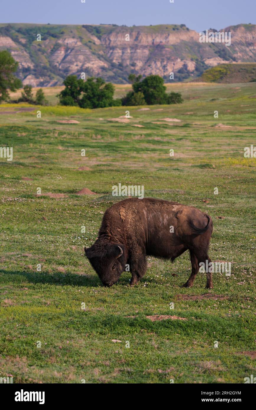 Plains bison (bison bison) in the South Unit of Theodore Roosevelt ...