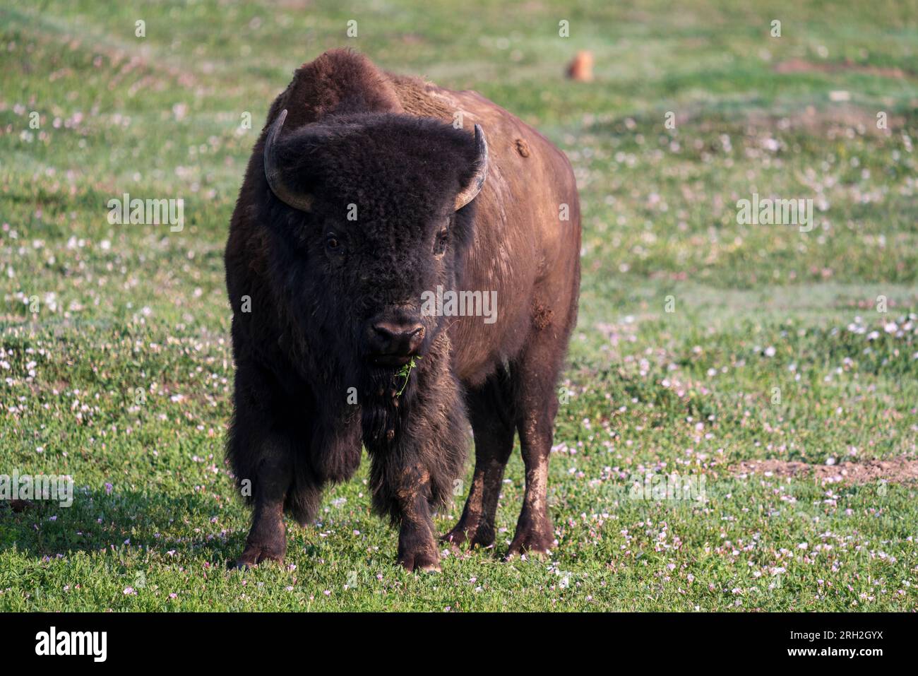 Plains bison (bison bison) in the South Unit of Theodore Roosevelt ...