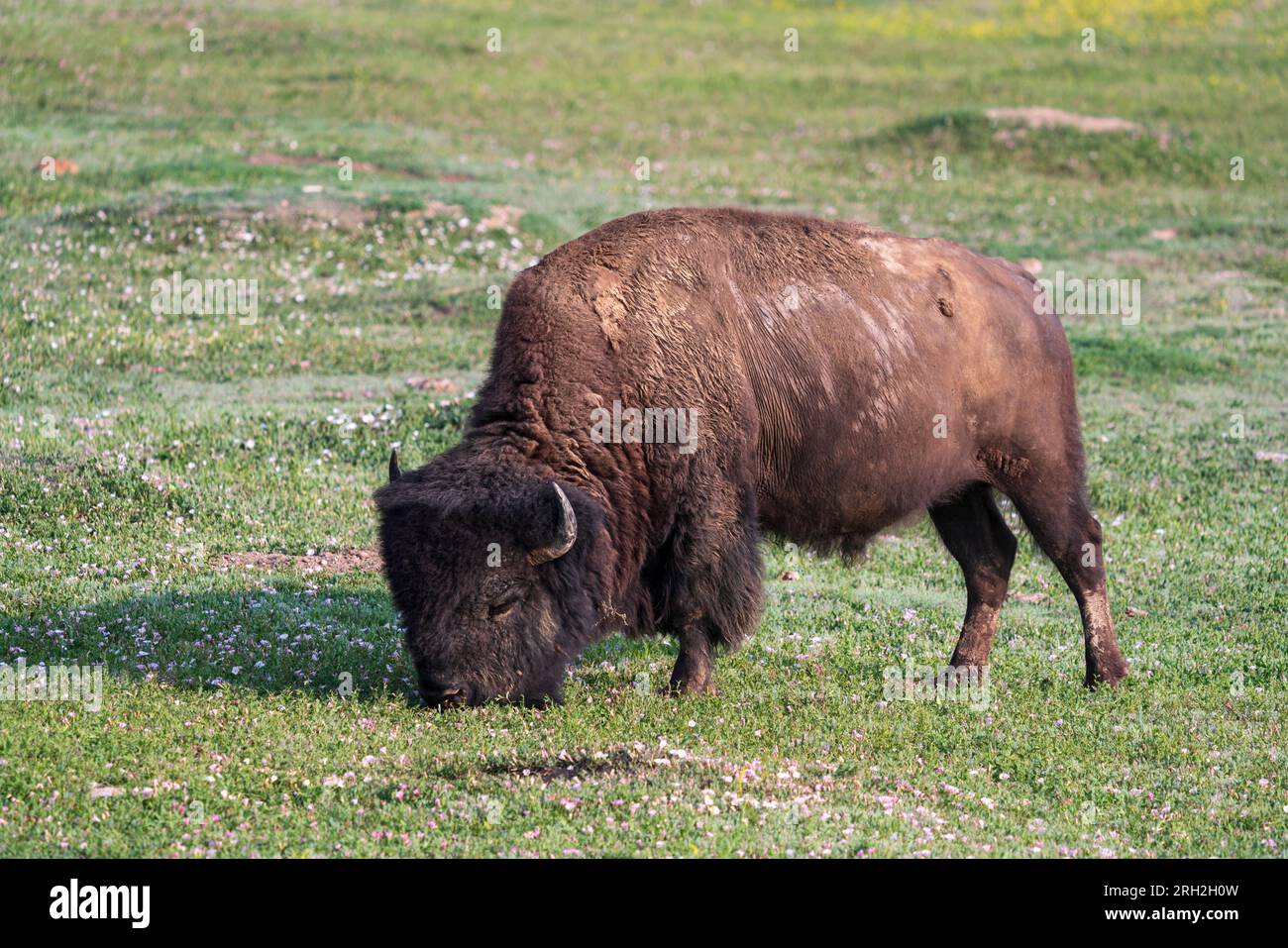 Plains bison (bison bison) in the South Unit of Theodore Roosevelt ...