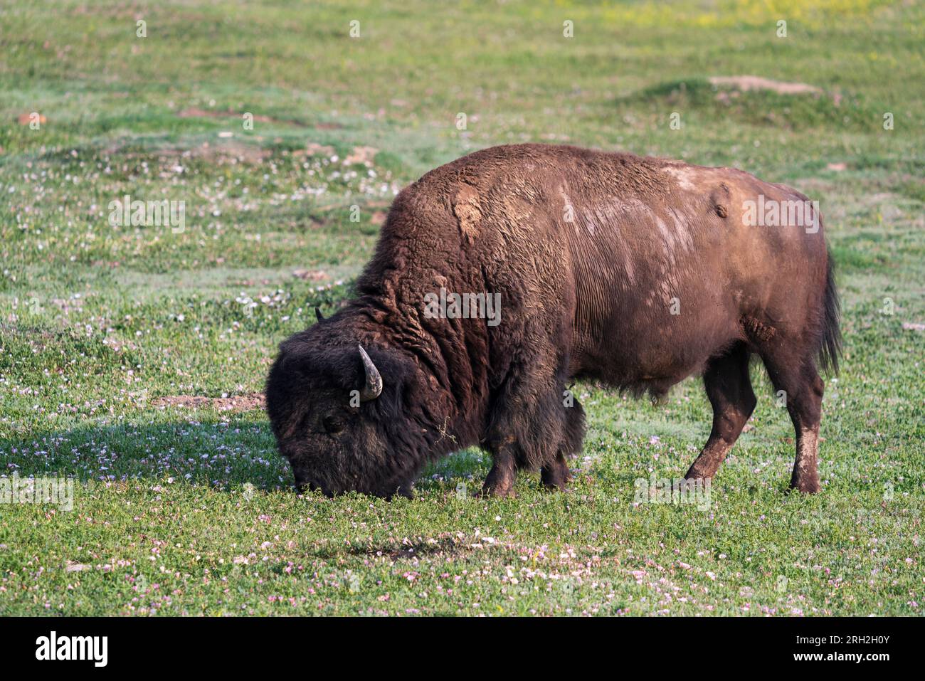 Plains bison (bison bison) in the South Unit of Theodore Roosevelt ...