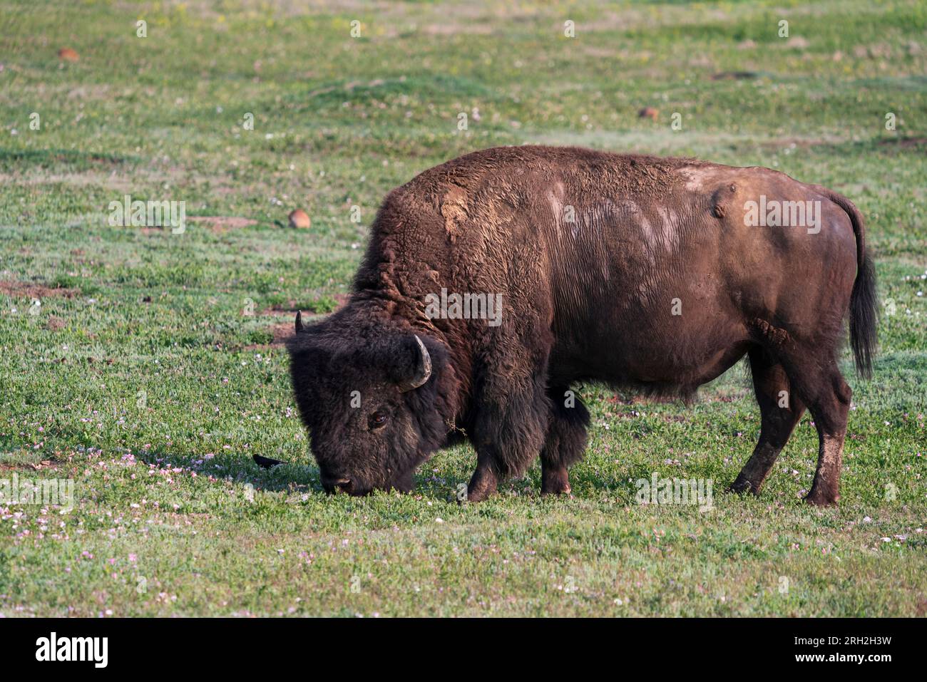 Plains bison (bison bison) in the South Unit of Theodore Roosevelt ...