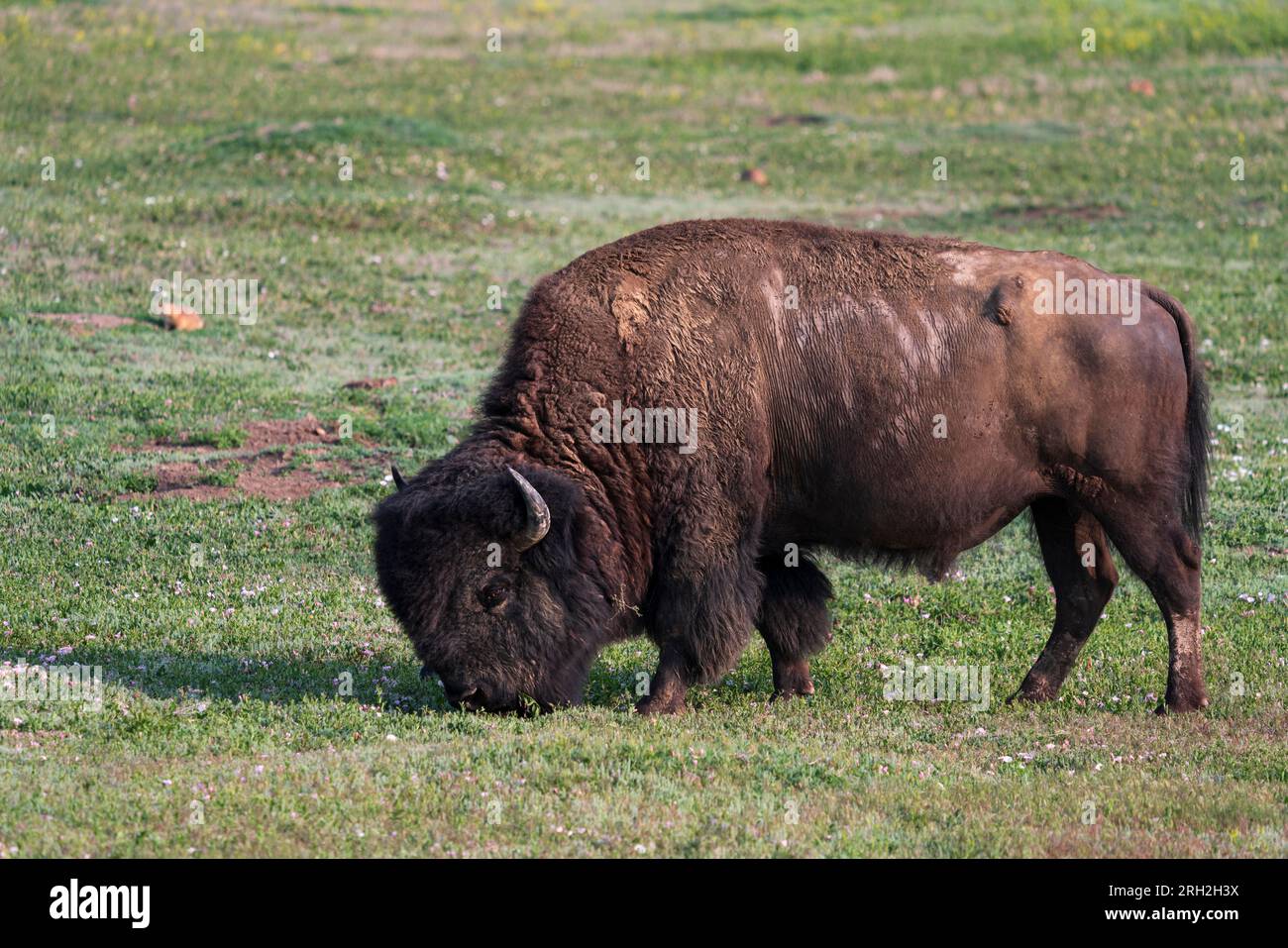 Plains bison (bison bison) in the South Unit of Theodore Roosevelt ...