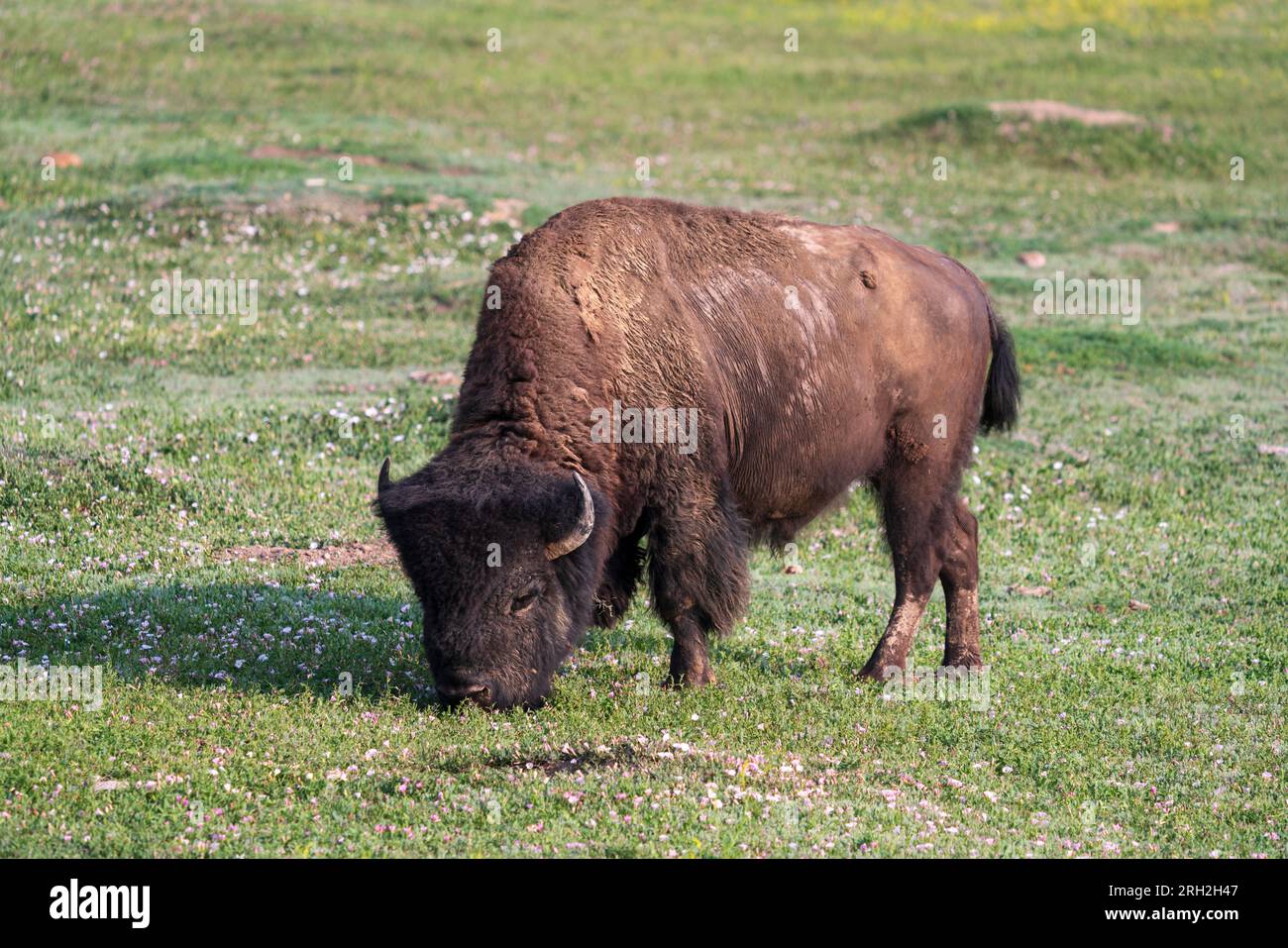 Plains bison (bison bison) in the South Unit of Theodore Roosevelt ...