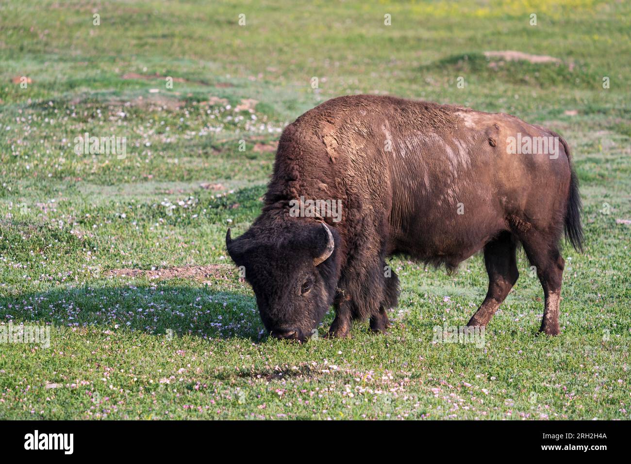 Plains bison (bison bison) in the South Unit of Theodore Roosevelt ...