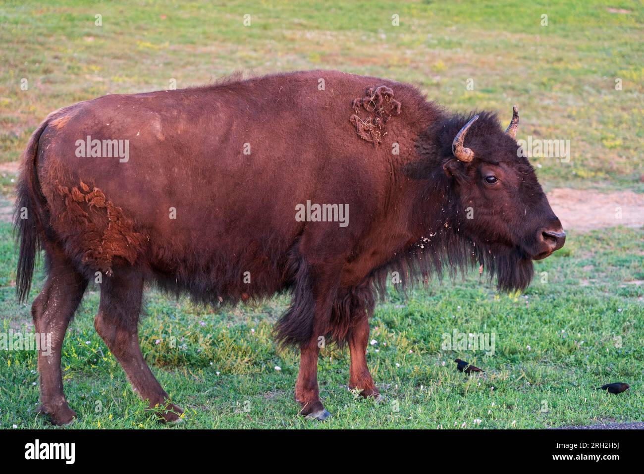 Plains bison (bison bison) in the South Unit of Theodore Roosevelt ...