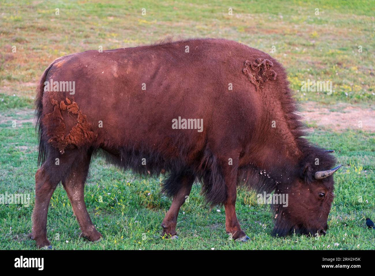 Plains bison (bison bison) in the South Unit of Theodore Roosevelt ...