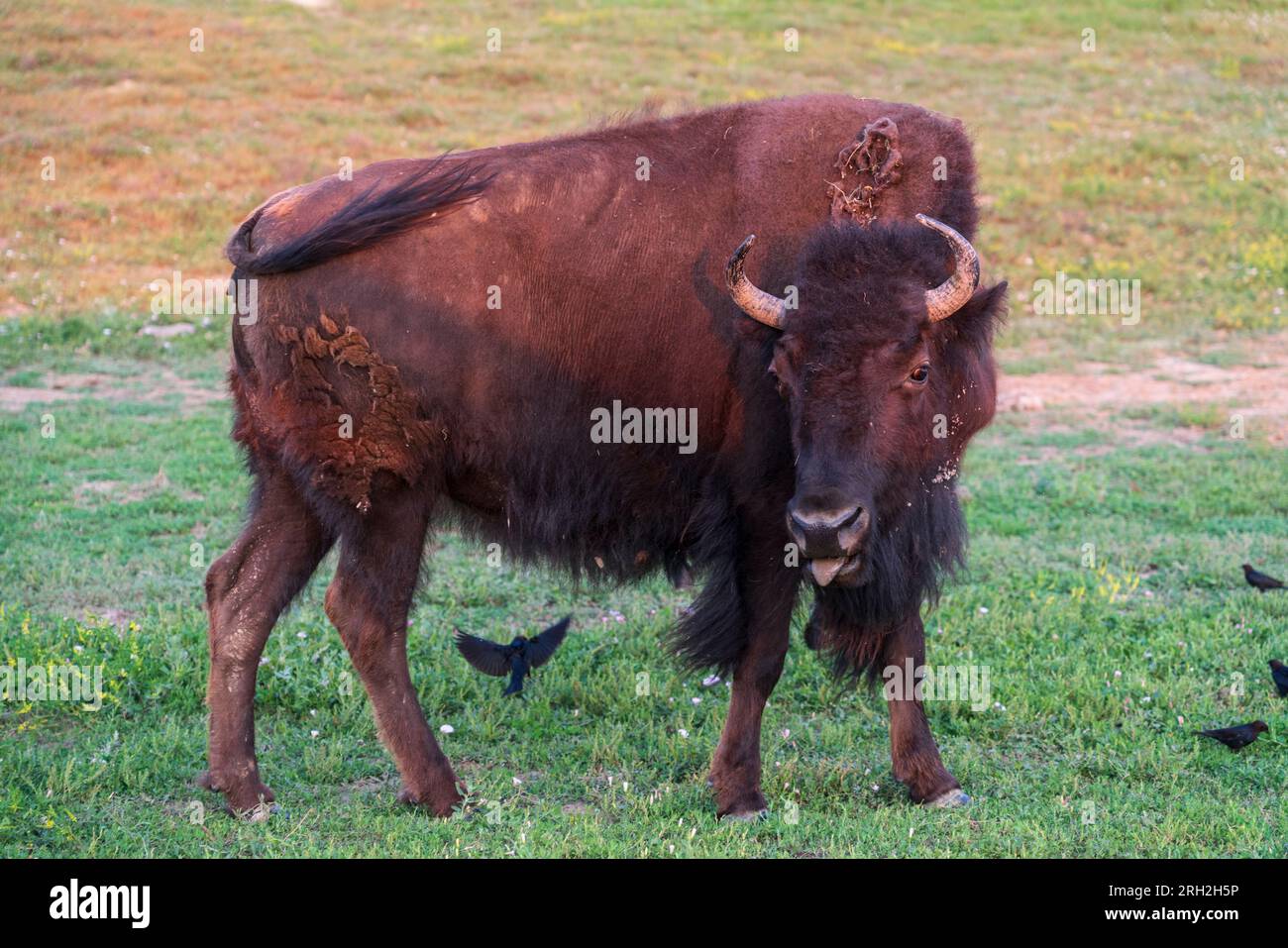 Plains bison (bison bison) in the South Unit of Theodore Roosevelt ...