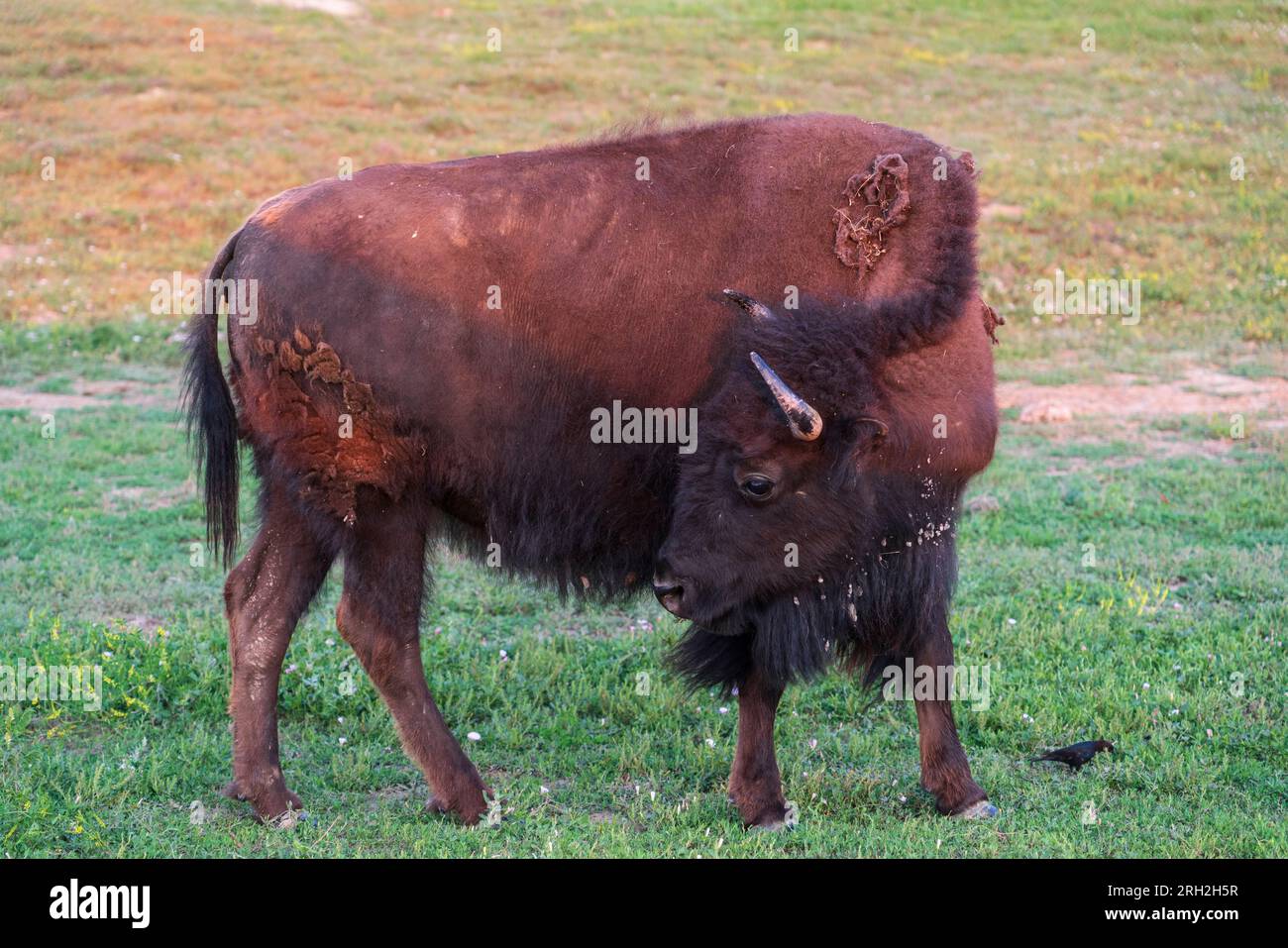 Plains bison (bison bison) in the South Unit of Theodore Roosevelt ...