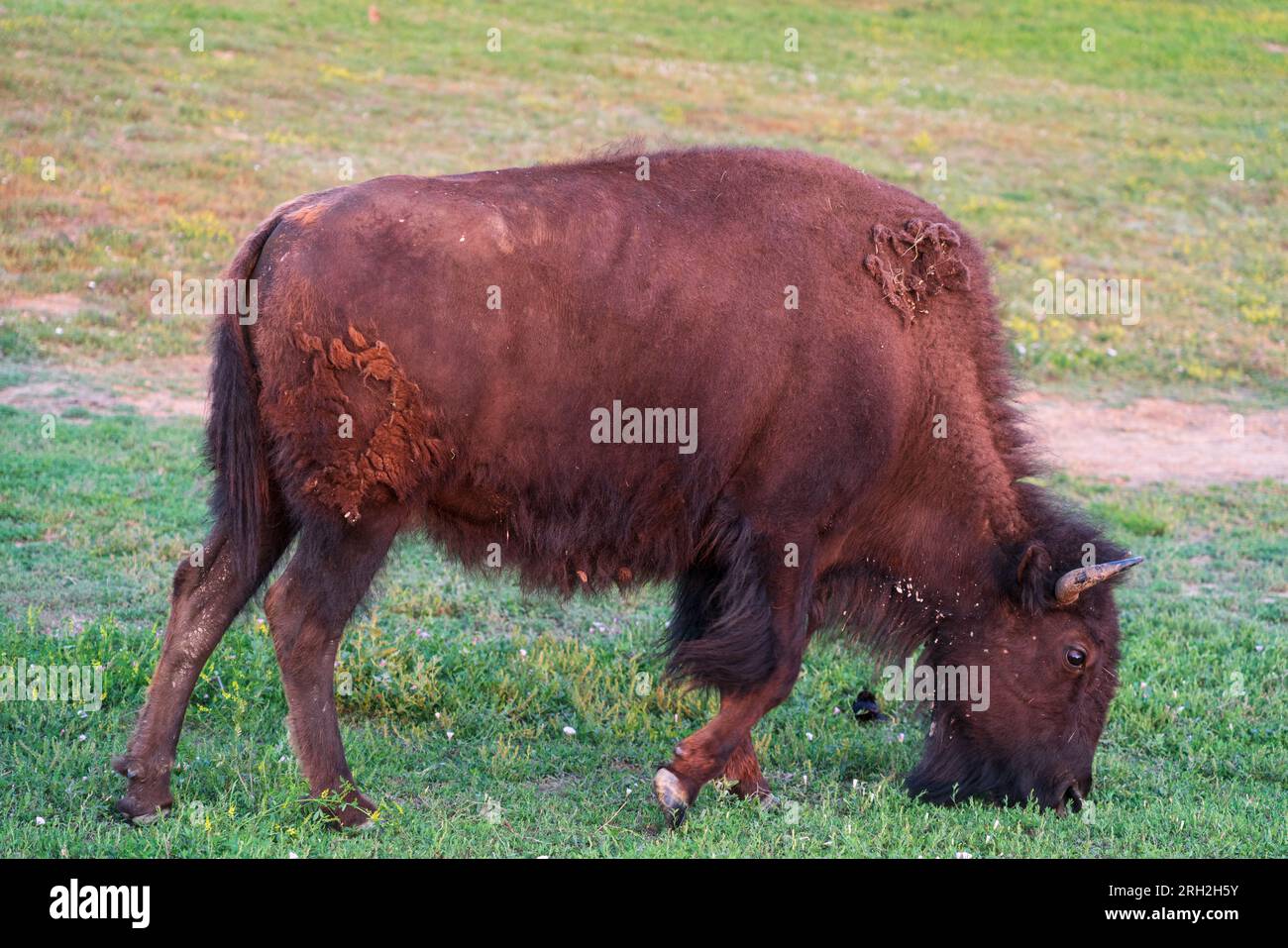 Plains bison (bison bison) in the South Unit of Theodore Roosevelt ...