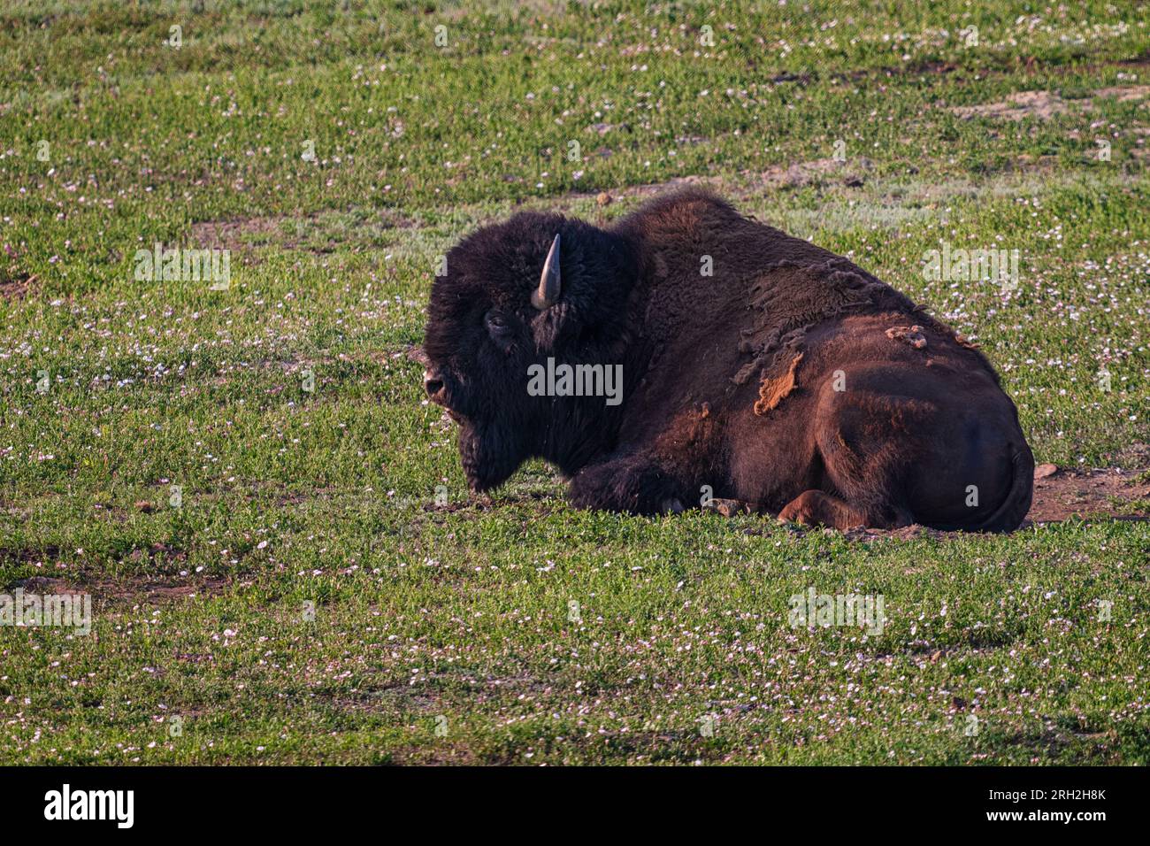 Plains bison (bison bison) in the South Unit of Theodore Roosevelt ...