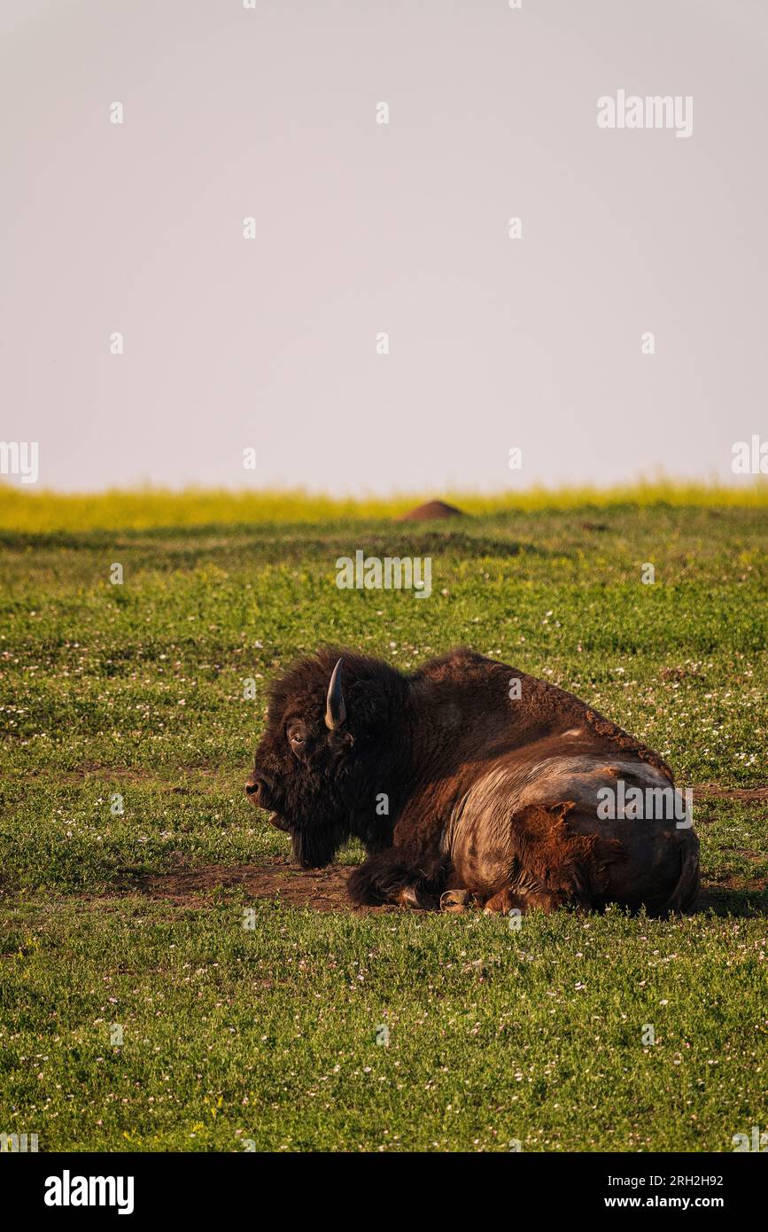Plains bison (bison bison) in the South Unit of Theodore Roosevelt ...