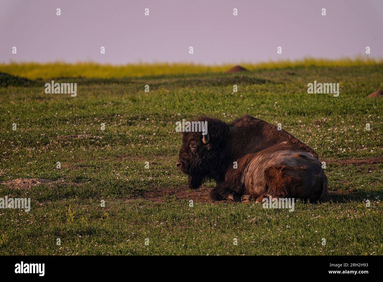 Plains bison (bison bison) in the South Unit of Theodore Roosevelt ...