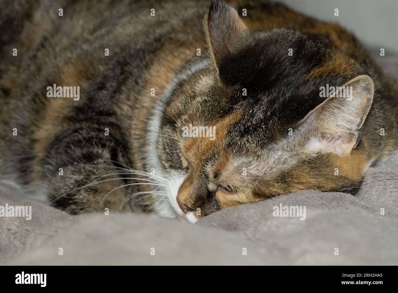 Sick red cat lying on bed with open eyes Stock Photo - Alamy