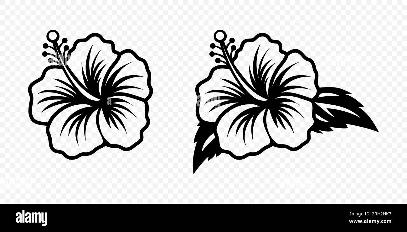 Vector Monochrome Outline Ink Hibiscus Chinese Rose Set Floral Design