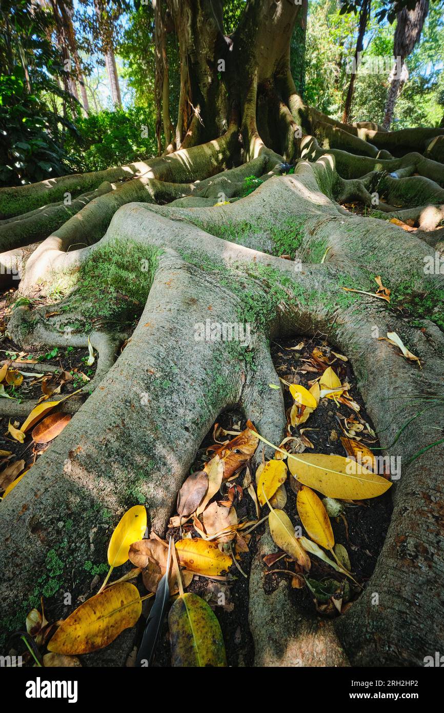 Ficus macrophylla trunk and roots close up Stock Photo - Alamy