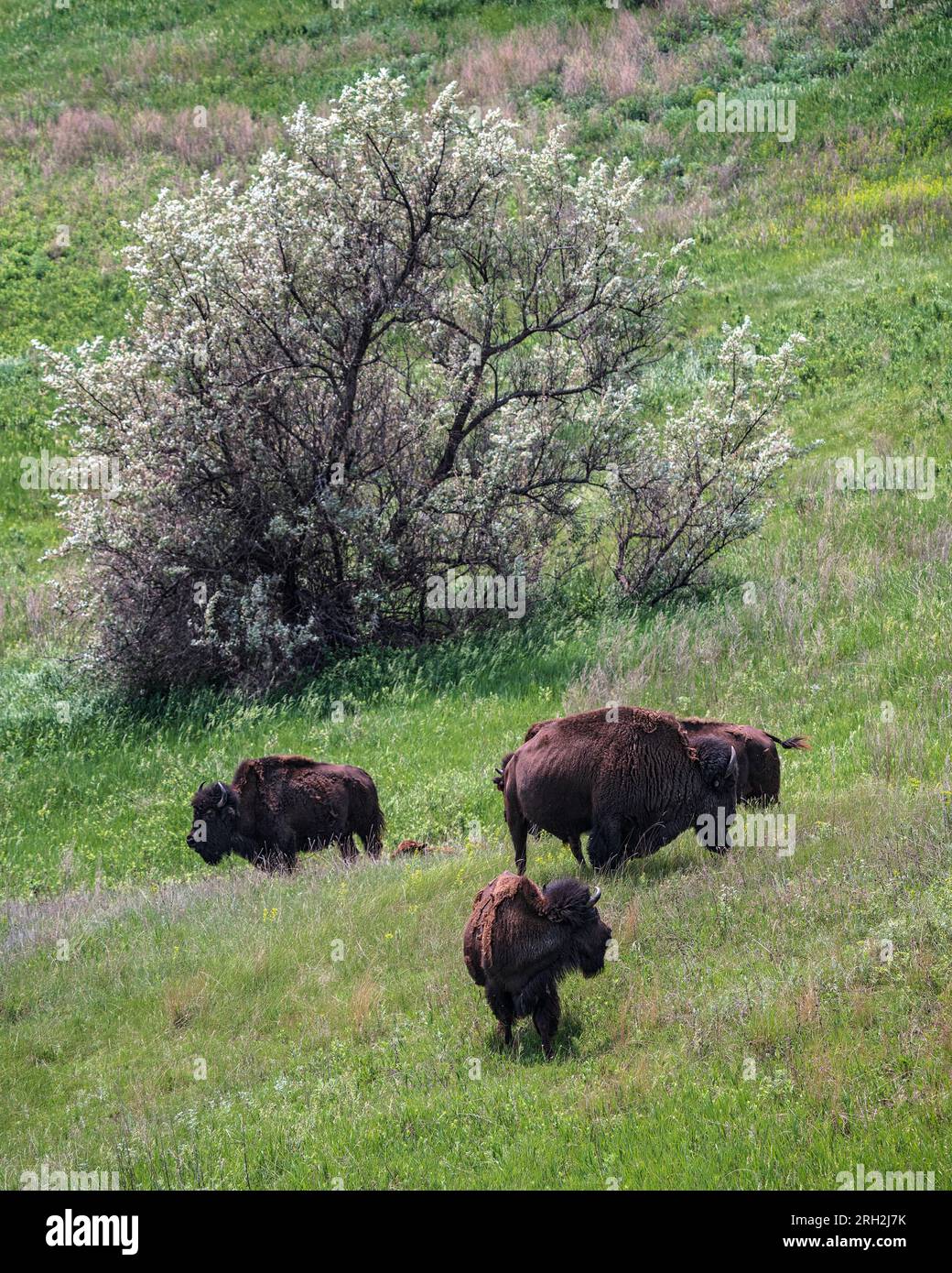 Plains bison (bison bison) at the Frontier Village in Jamestown, North ...