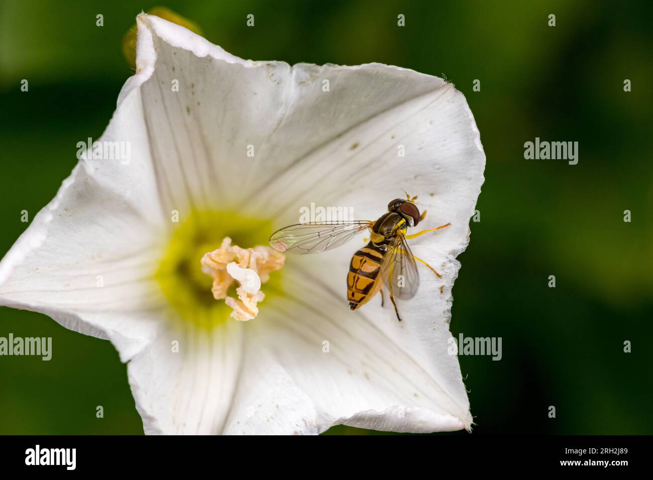 Margined calligrapher fly on white flower. Insect and wildlife ...