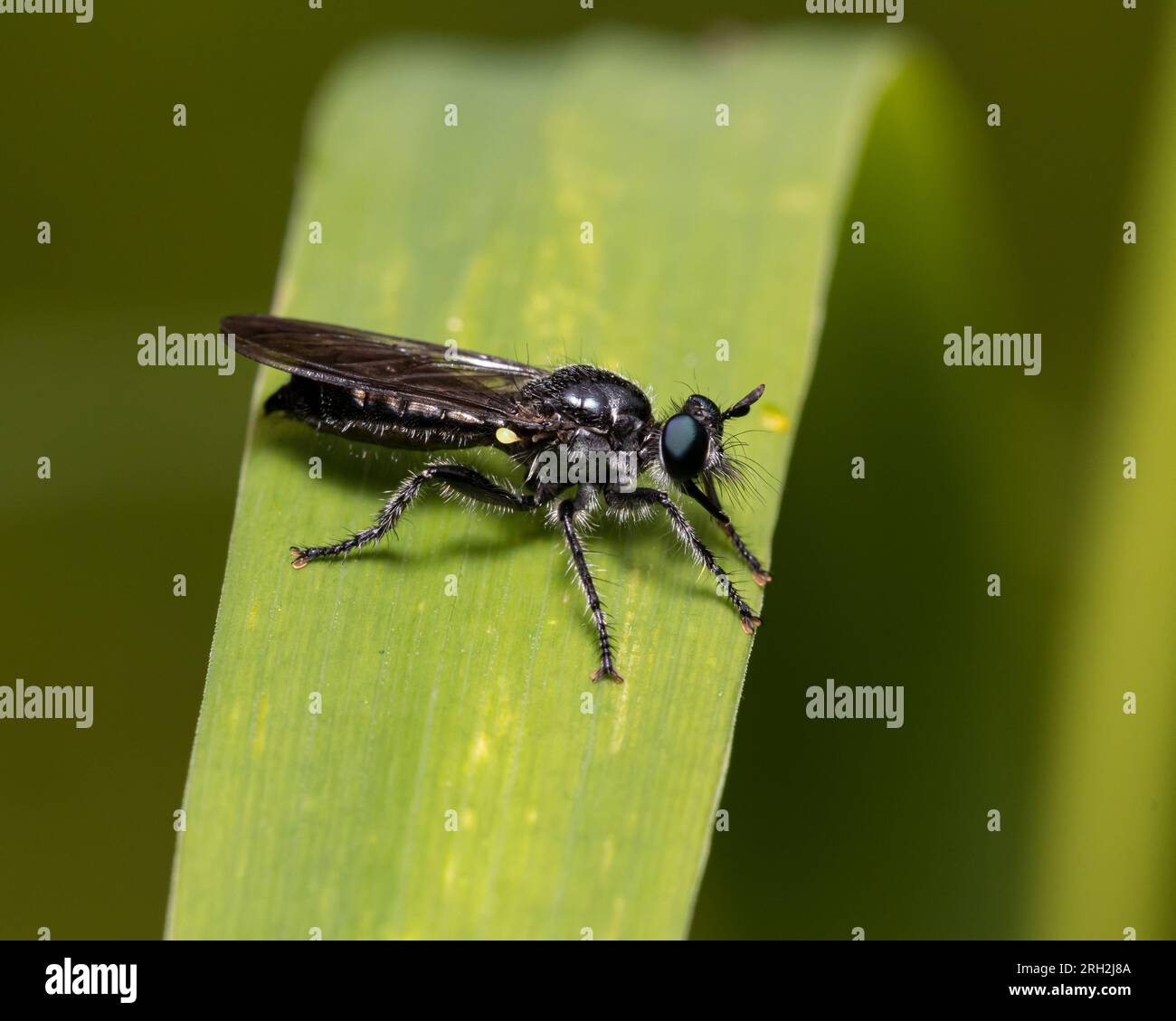 Black Robber Fly