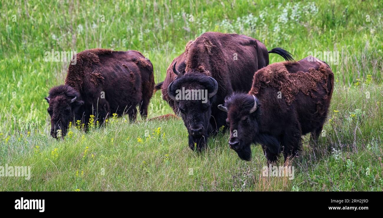 Plains bison (bison bison) at the Frontier Village in Jamestown, North ...