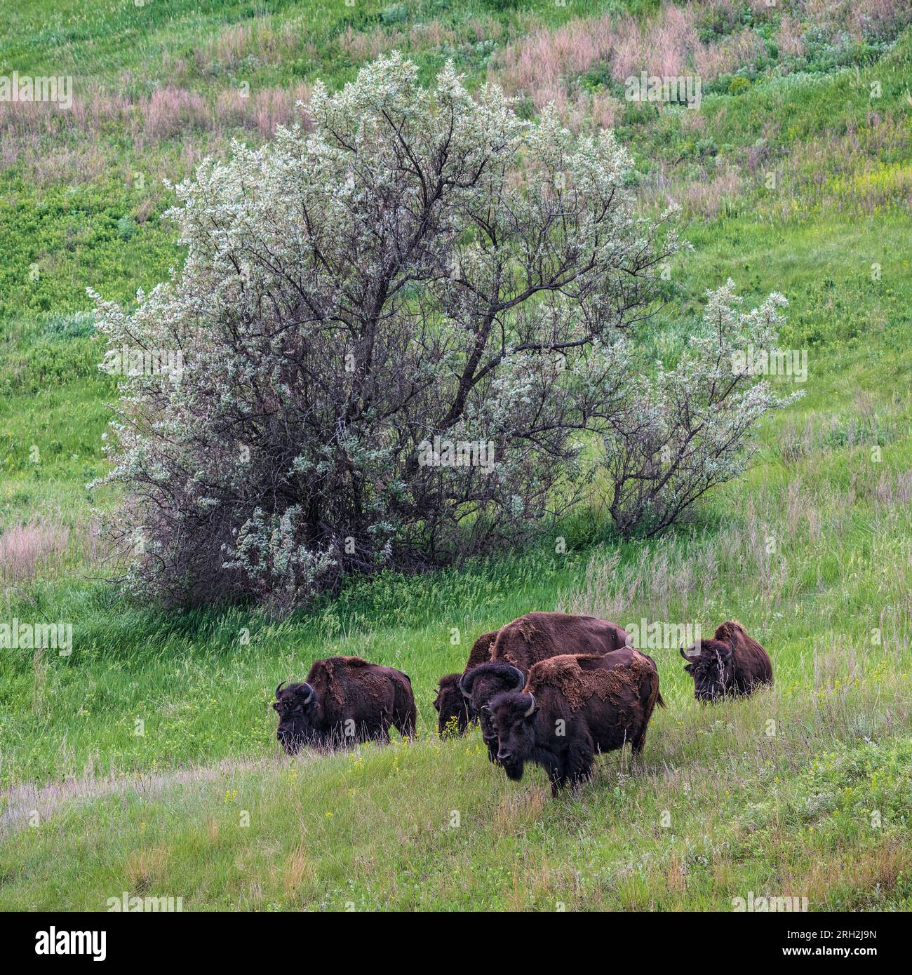Plains bison (bison bison) at the Frontier Village in Jamestown, North ...