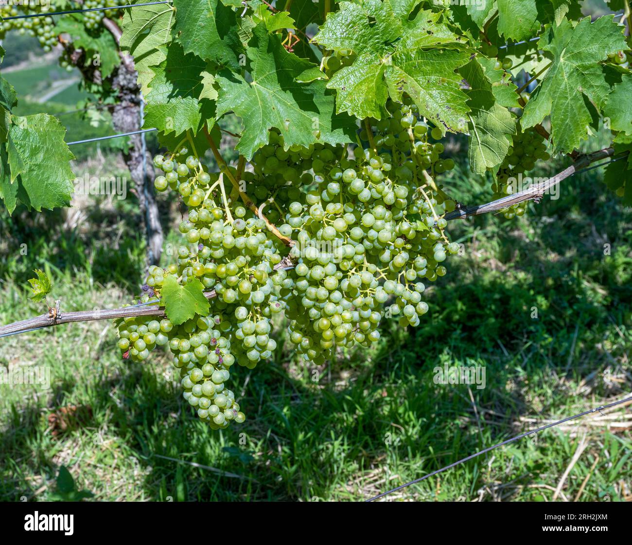 Riesling grapes in the famous Bassgeige vineyard of the Oberberge wine ...