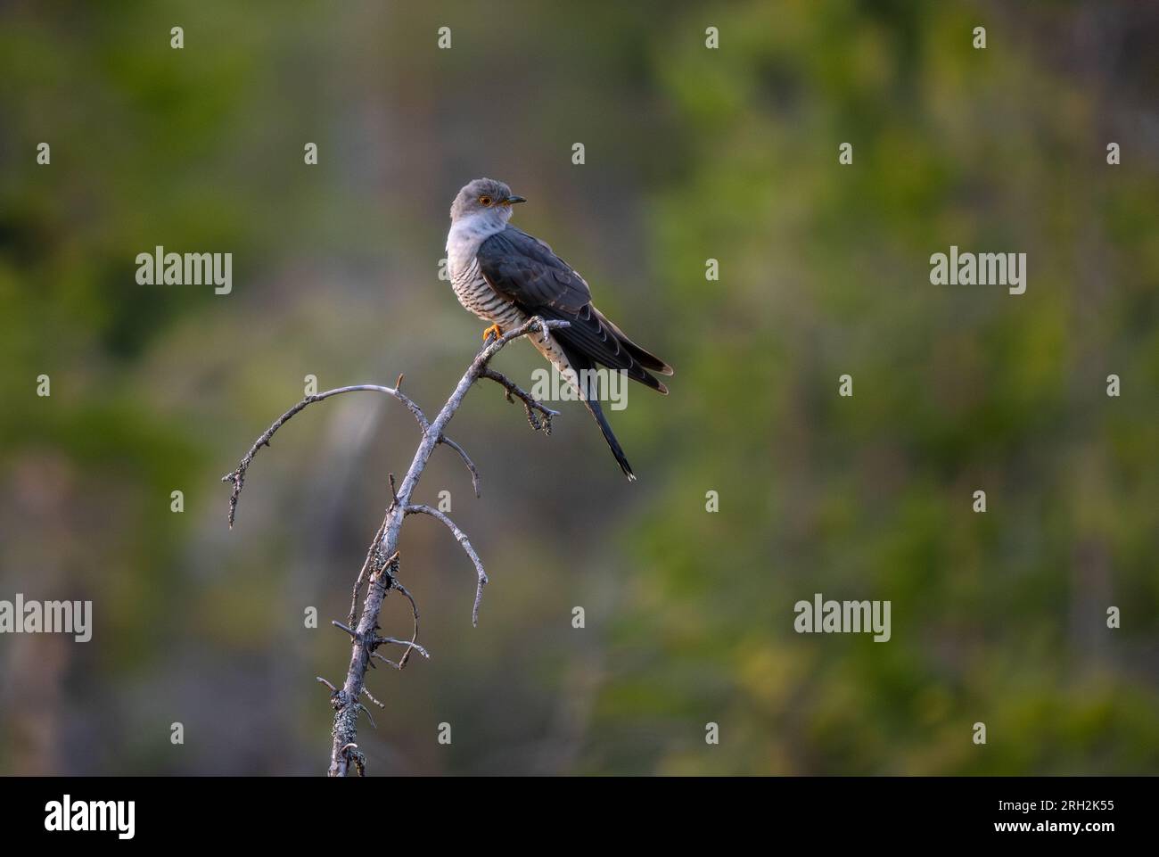 Common Cuckoo - Cuculus canorus, beautiful popular forest bird with ...