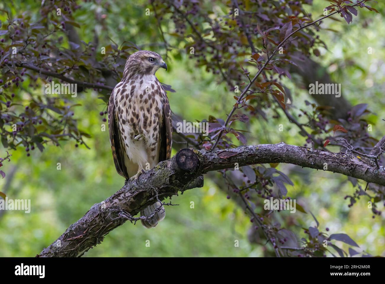 Large red shouldered hawk nest hi-res stock photography and images - Alamy