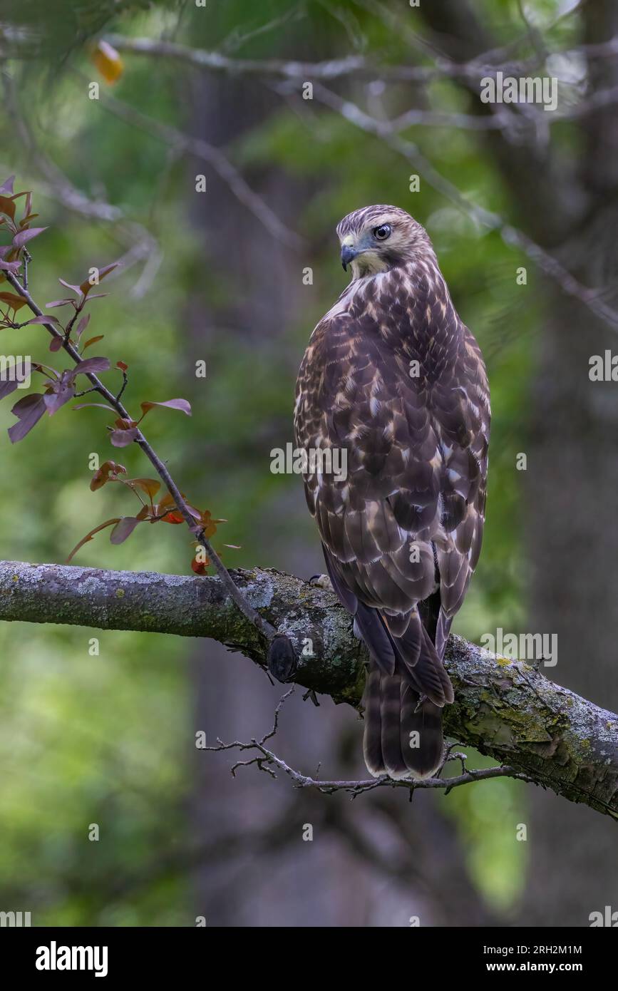 Large red shouldered hawk nest hi-res stock photography and images - Alamy