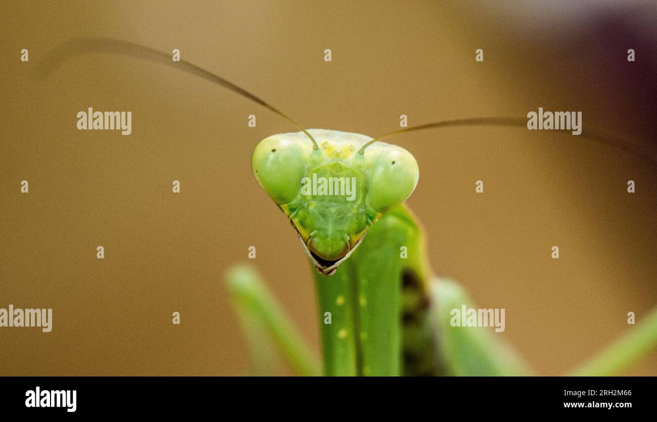 Mantis body hi-res stock photography and images - Alamy