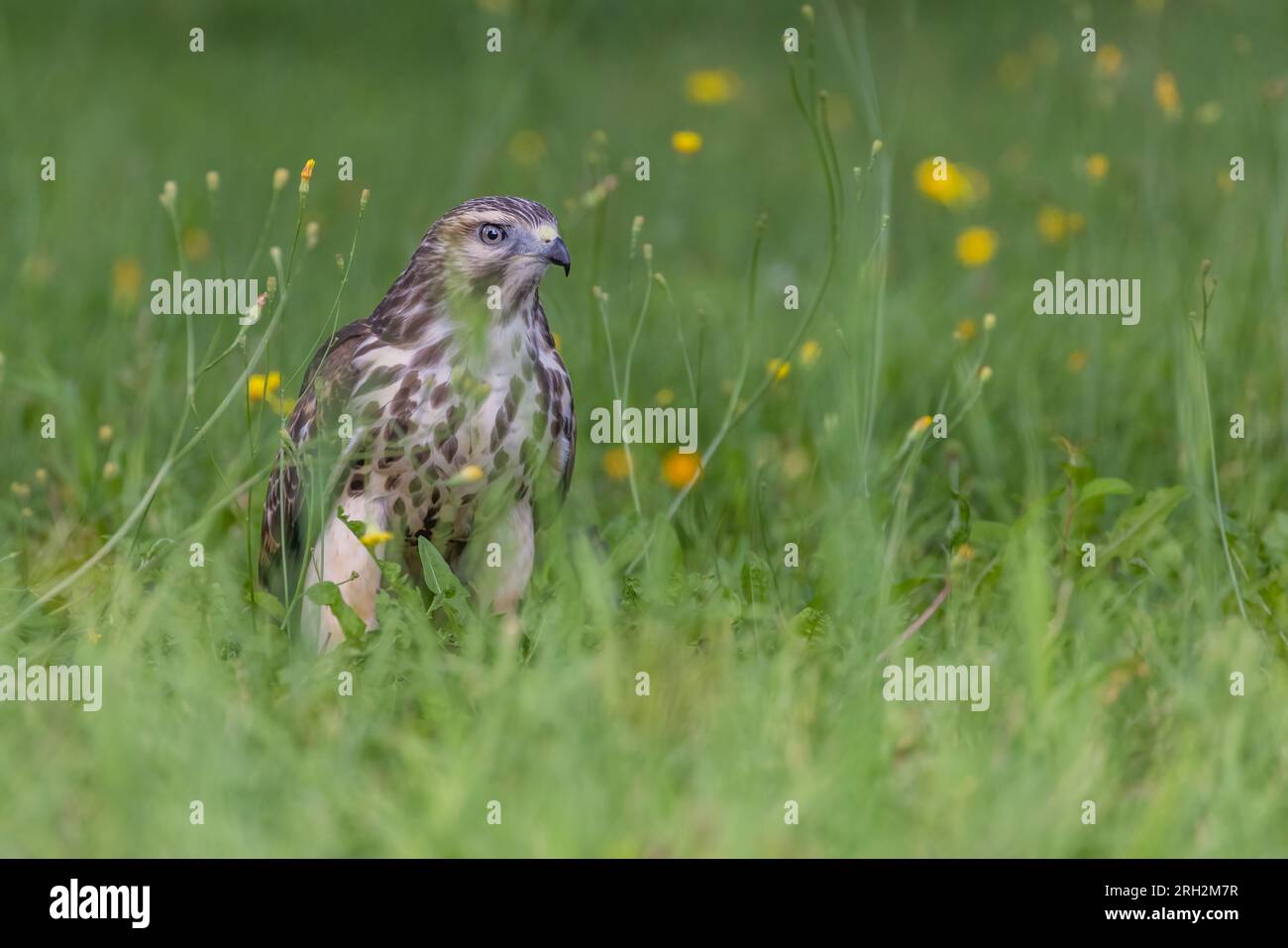 Large red shouldered hawk nest hi-res stock photography and images - Alamy