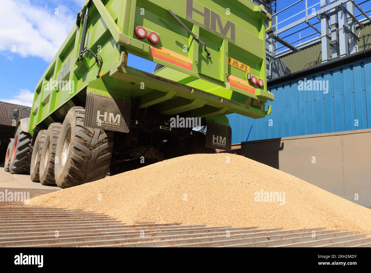 9th August 2023 Winter wheat being tipped in grain pit Stock Photo - Alamy