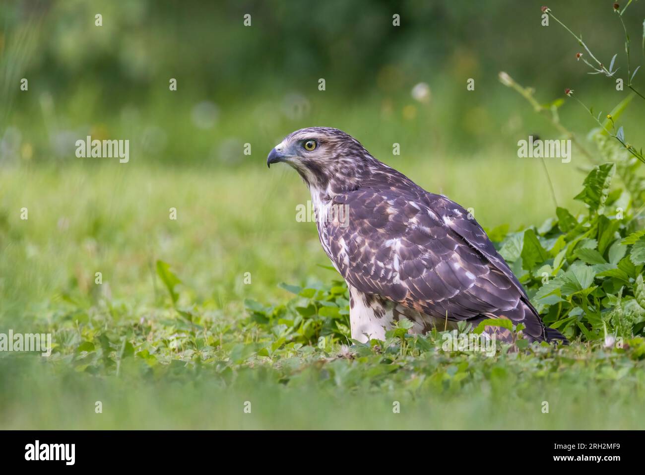 Large red shouldered hawk nest hi-res stock photography and images - Alamy