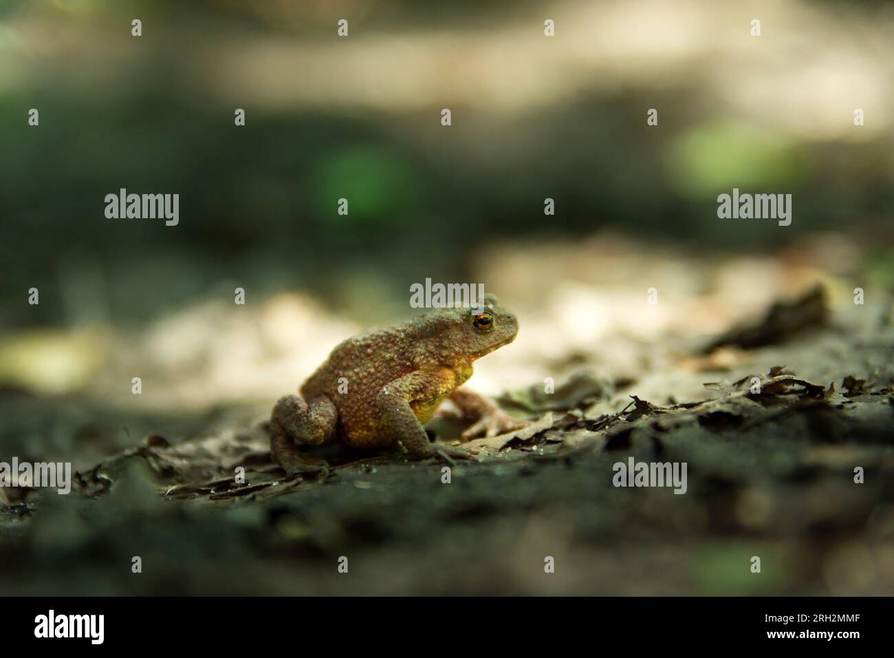 View of a single toad sitting on leaves, summer day in eastern Poland ...