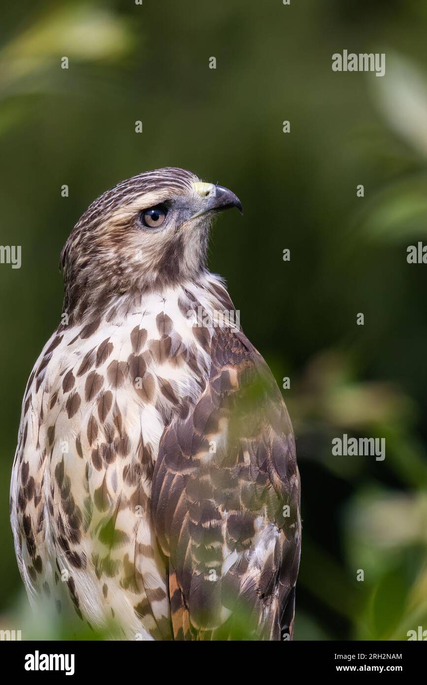 Red shouldered hawk wingspan hi-res stock photography and images - Alamy