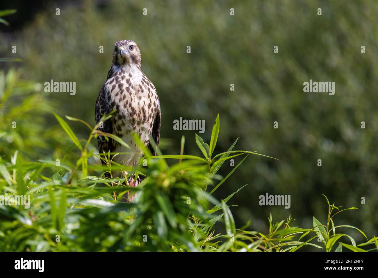 Large red shouldered hawk nest hi-res stock photography and images - Alamy