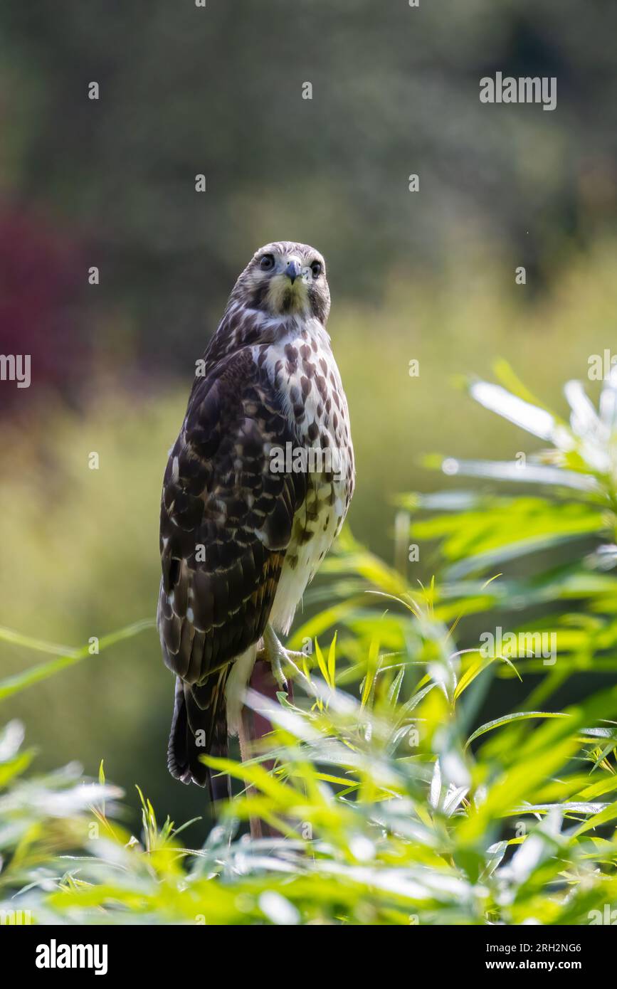Large red shouldered hawk nest hi-res stock photography and images - Alamy